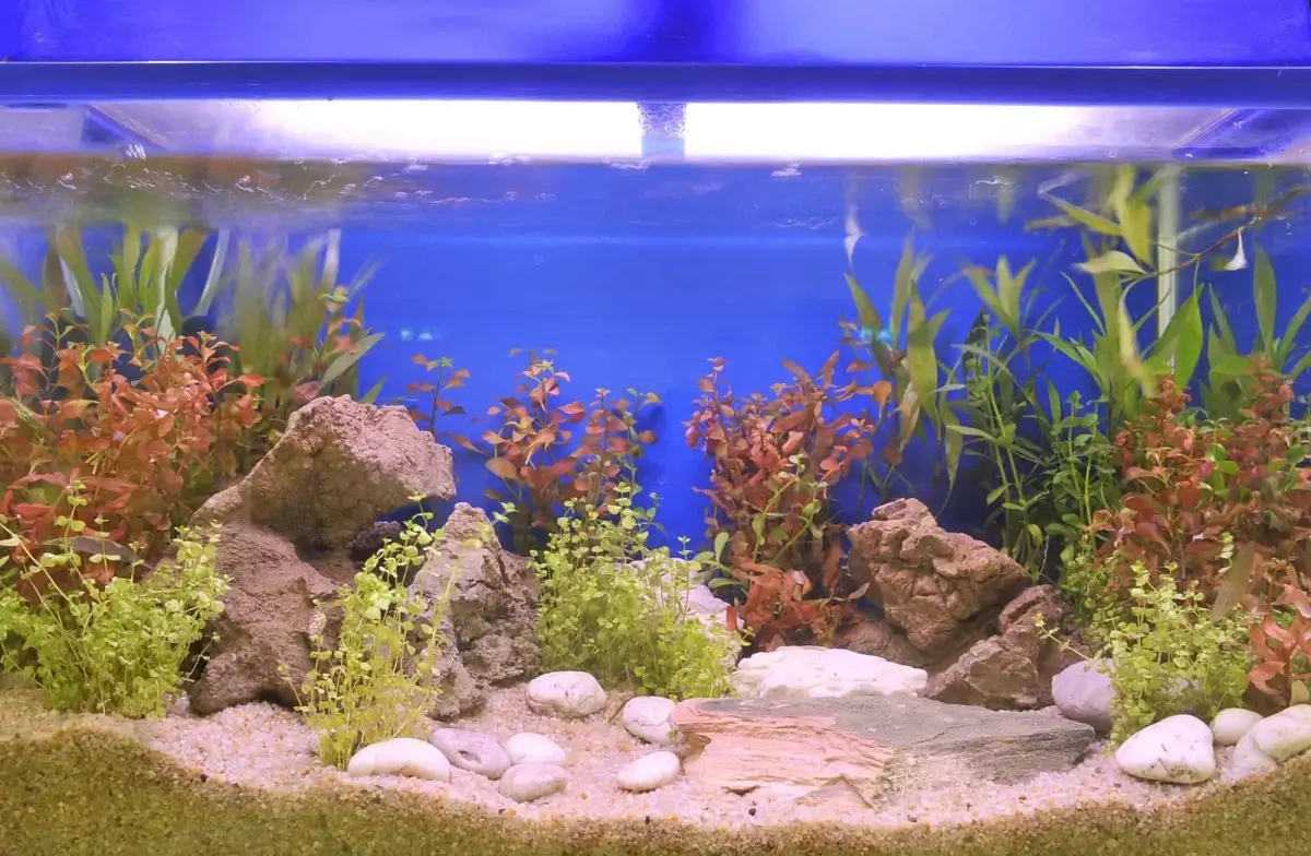 Desire Aquarium 5 Benefits of Using Fish Tank Gravel